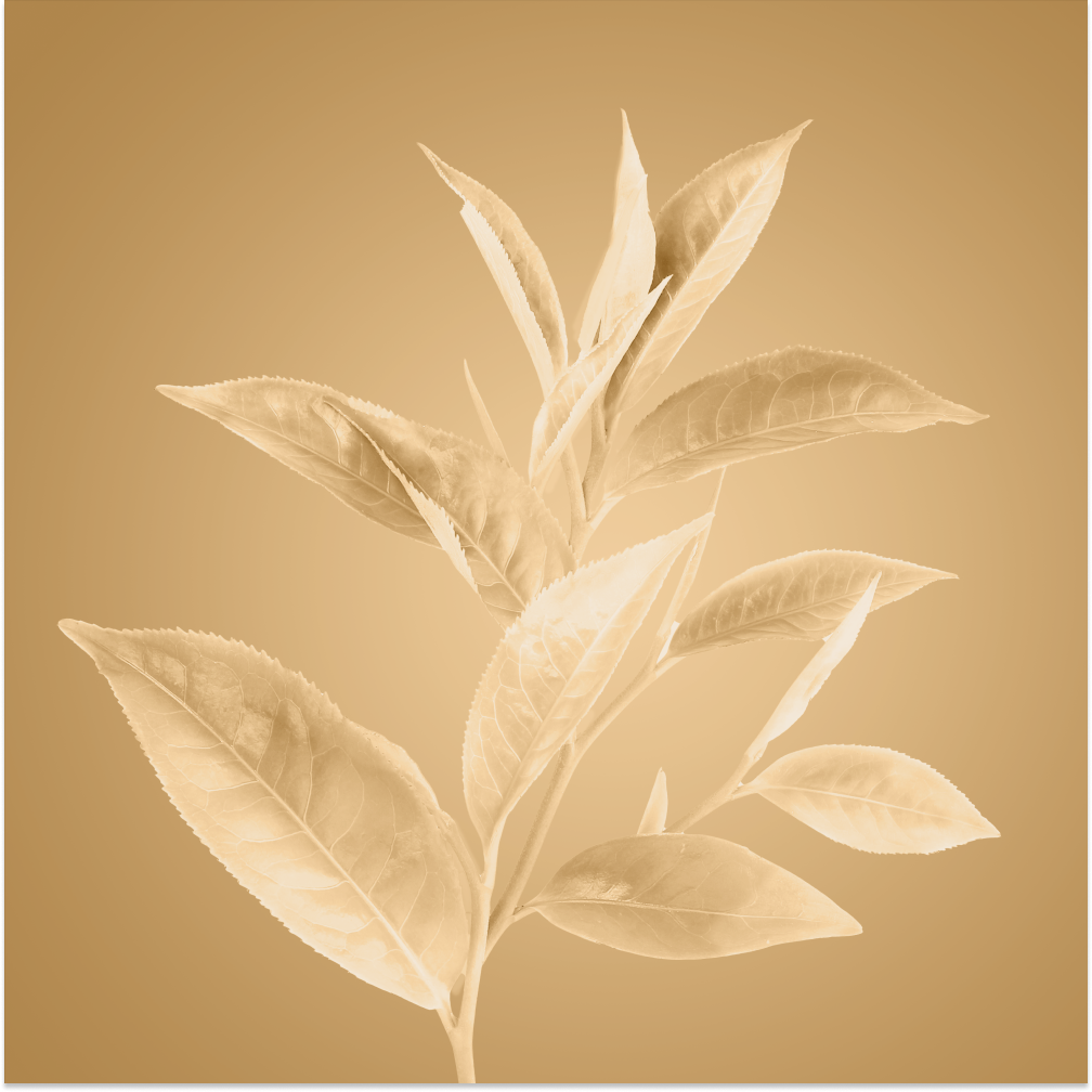 The Scoop on Cordyceps - Clevr Blends